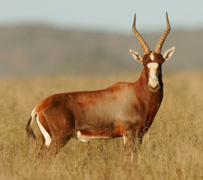 Bongo Hunting | Power Poetry