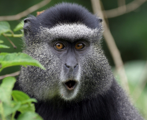 Bongo Hunting | Power Poetry