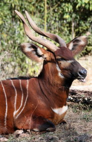 Bongo Hunting | Power Poetry