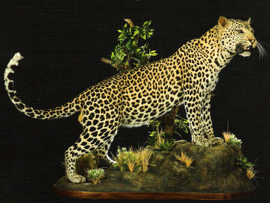 African Trophy Taxidermy