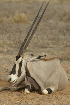 Oryx Hunting