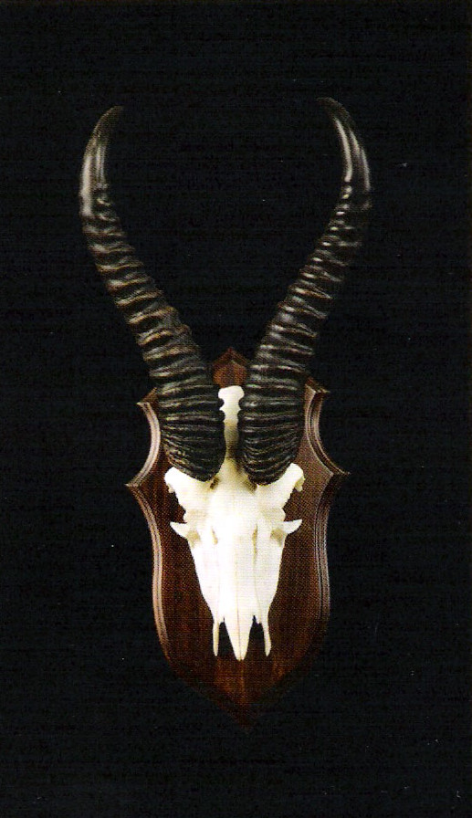 Shield Mount Taxidermy