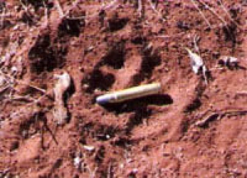 Things To Know About Leopard Hunting