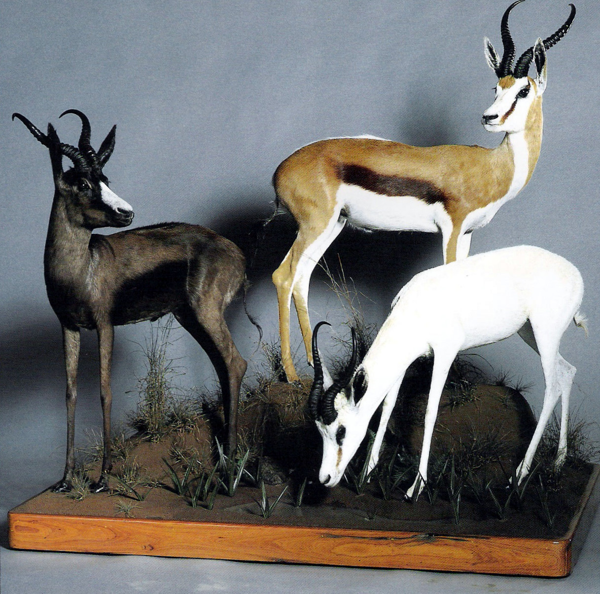 Full Mount Taxidermy